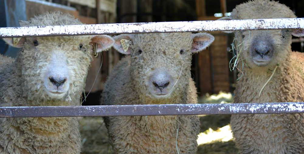 Southdown Sheep Old - Hessian Hill Farm