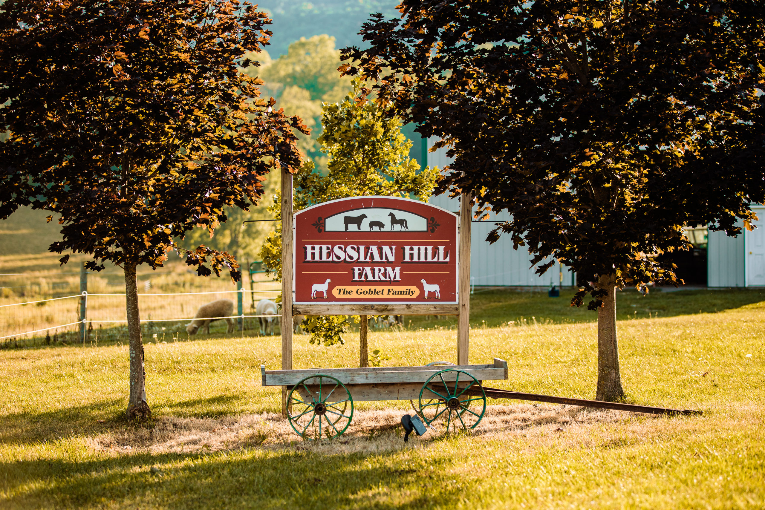 Home - Hessian Hill Farm