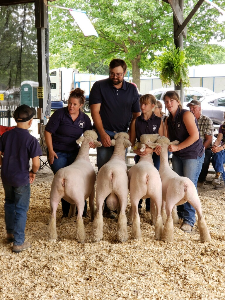 Southdown Sheep - Hessian Hill Farm
